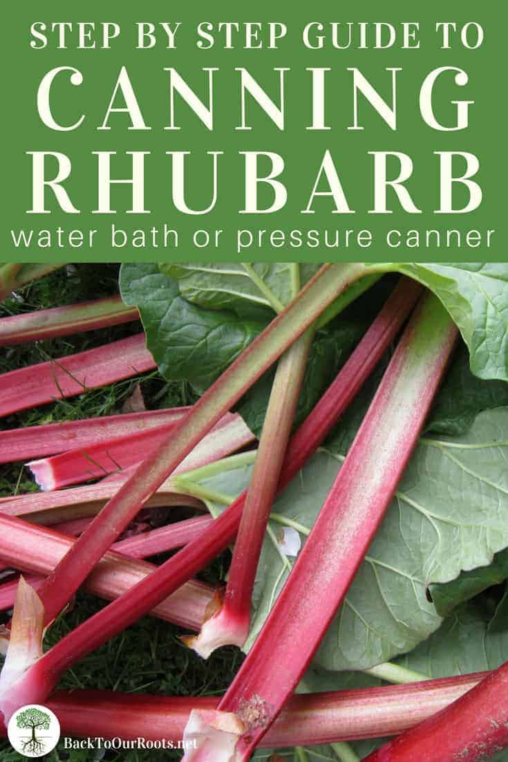 How to Easily Can Rhubarb at Home ~ Back to Our Roots