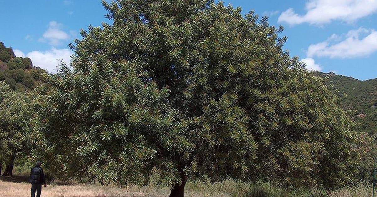 Carob Baking Buttons: The Un~chocolate Chip