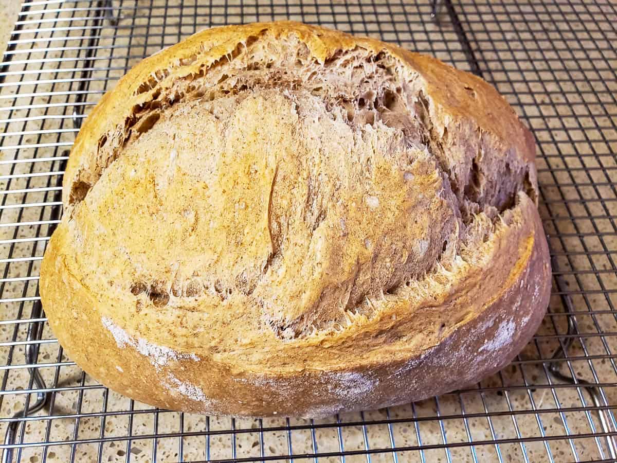 Perfect Whole Wheat No-Knead Bucket Dough